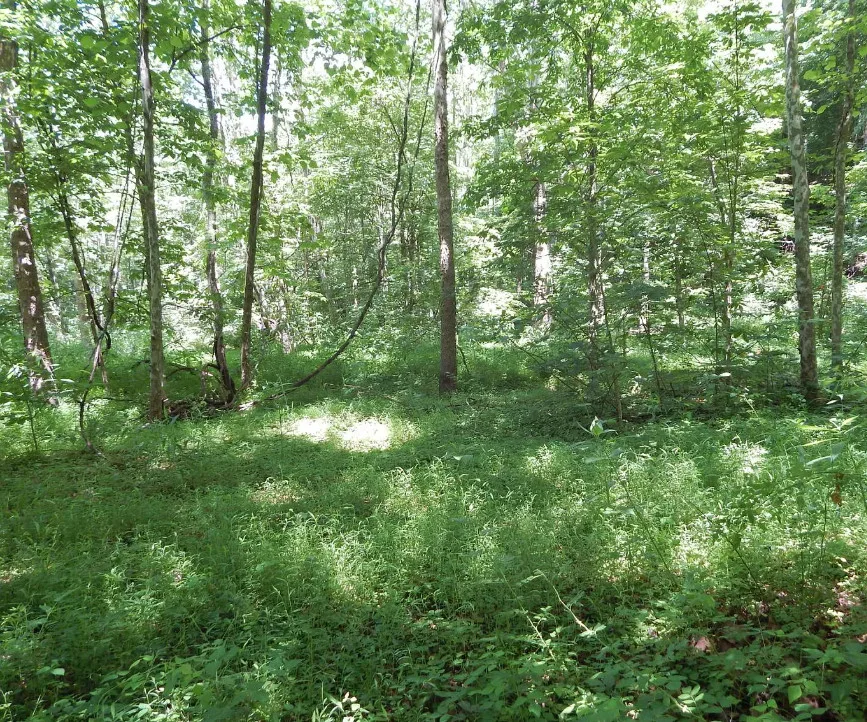 100 acres in West Virginia! Pretty setting and a pretty creek! $269,000 ...